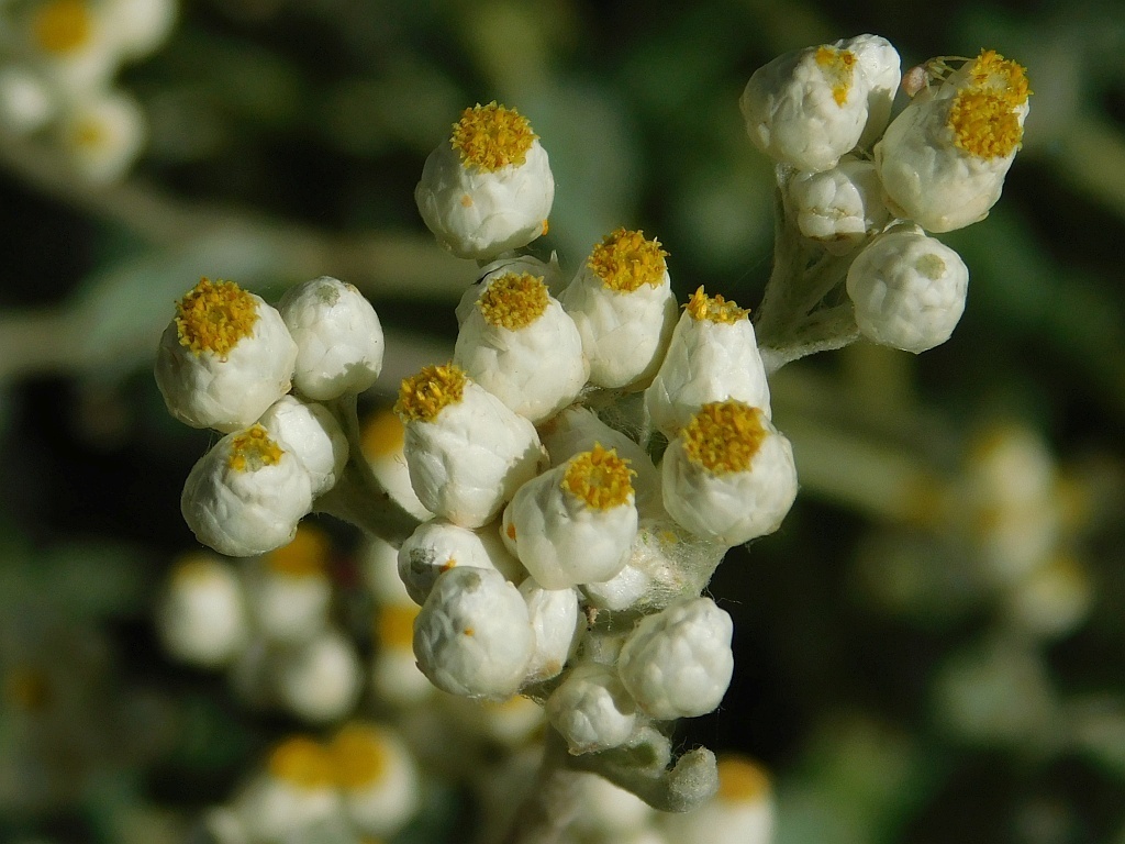 Honey Everlasting from Greyton, 7233, South Africa on November 15, 2018 ...