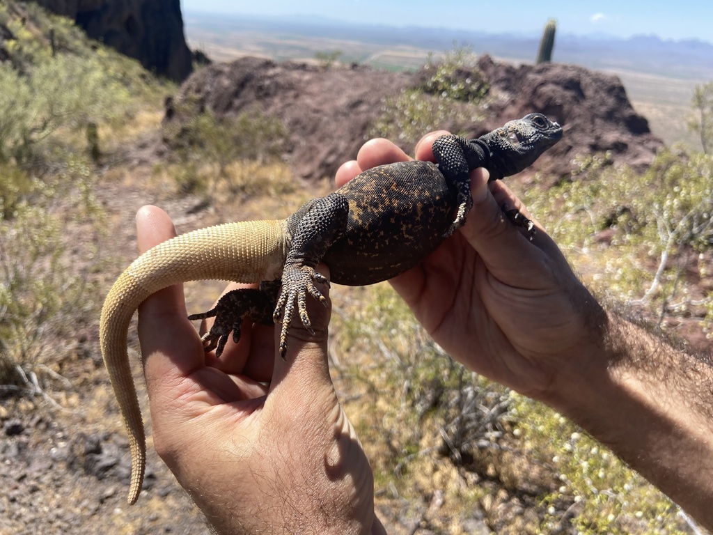 Common Chuckwalla from Picacho Peak State Park, Eloy, AZ, US on May 20 ...