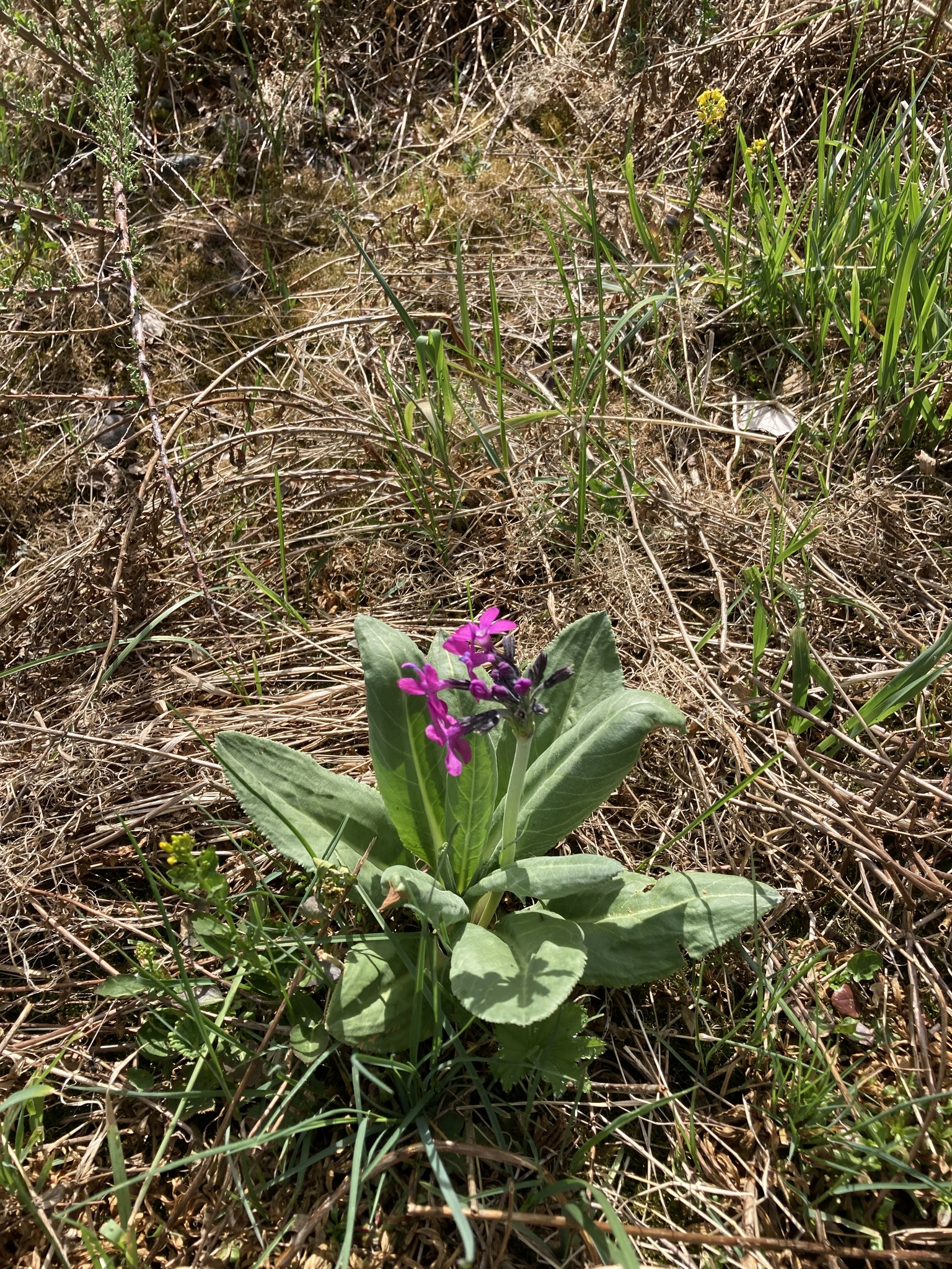 Primula nivalis Pall.