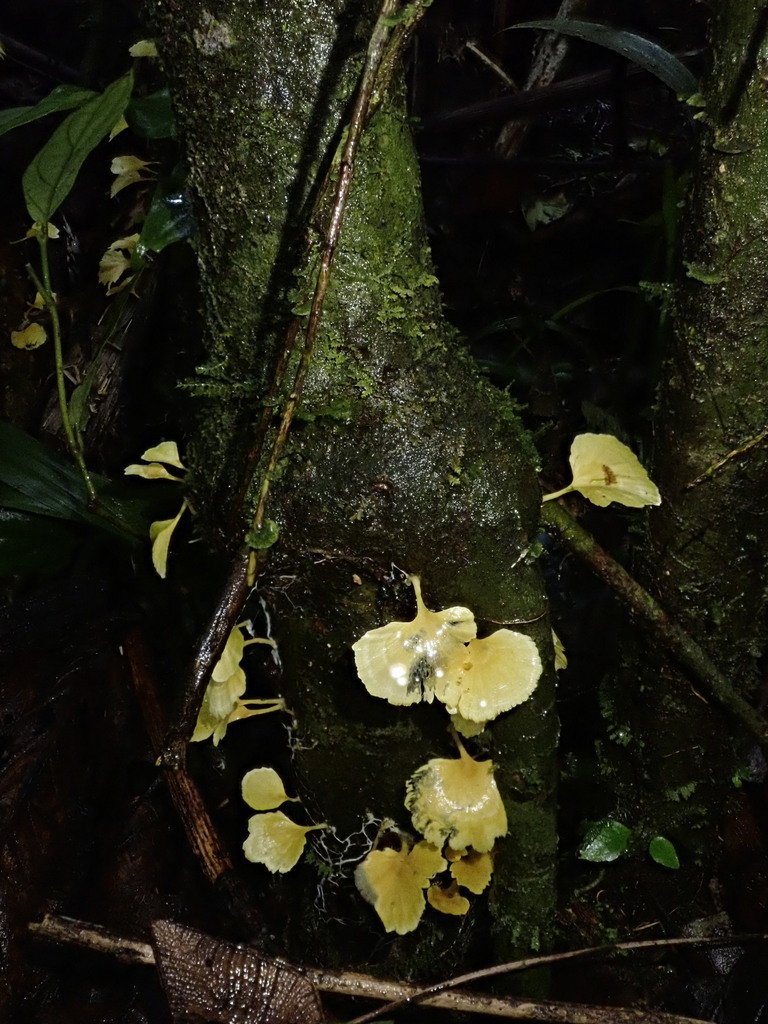 Cotylidia aurantiaca from Pastaza Canton, Ecuador on January 24, 2023 ...