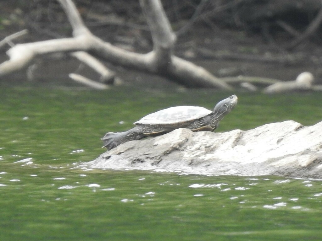 Northern Map Turtle from Lancaster County, PA, USA on May 20, 2023 at ...