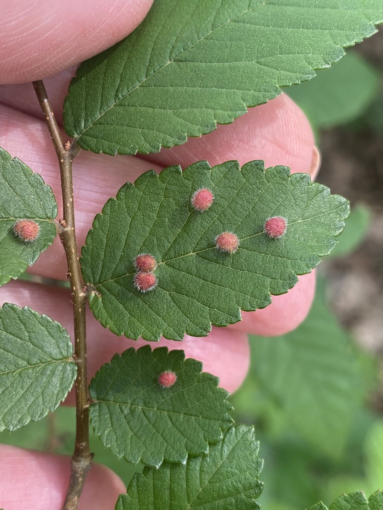 Gall and Rust Mites from Lewisville, TX, USA on May 20, 2023 at 04:19 ...