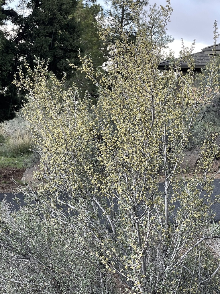 Antelope Bitterbrush from NW Wild Rye Cir, Bend, OR, USA on May 20 ...