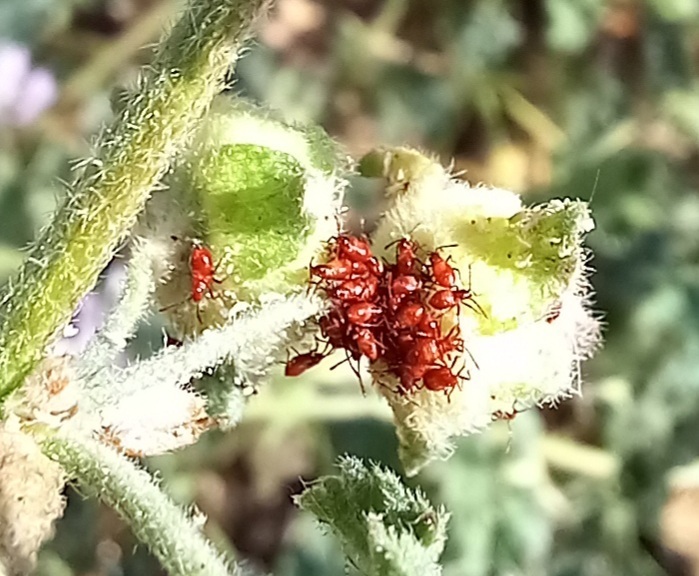 Lime seed bug from Fontelas, Loures, Lisboa on May 20, 2023 at 10:11 AM ...