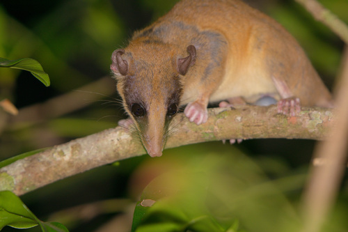 Subspecies Marmosa mexicana mayensis · iNaturalist United Kingdom