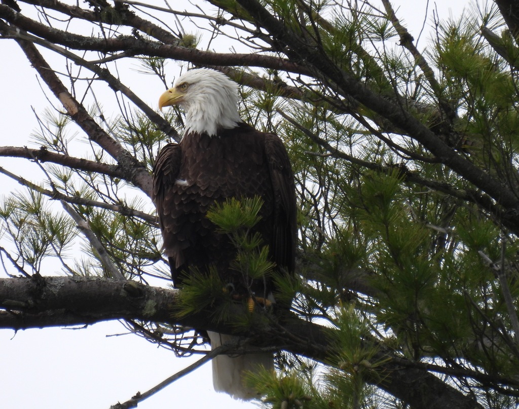 Bald Eagle from Bridgton, ME, USA on May 20, 2023 at 10:02 AM by ...