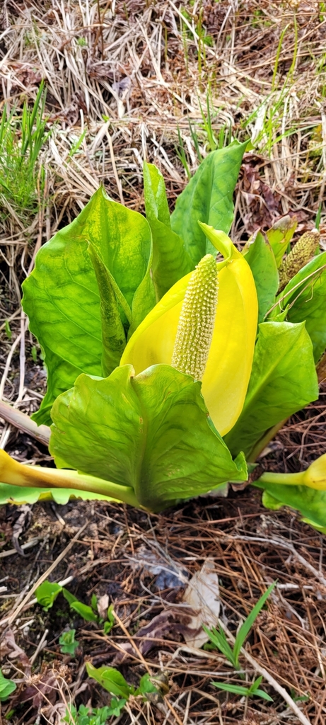 western skunk cabbage from Victoria, CA-NS, CA on May 20, 2023 at 08:56 ...