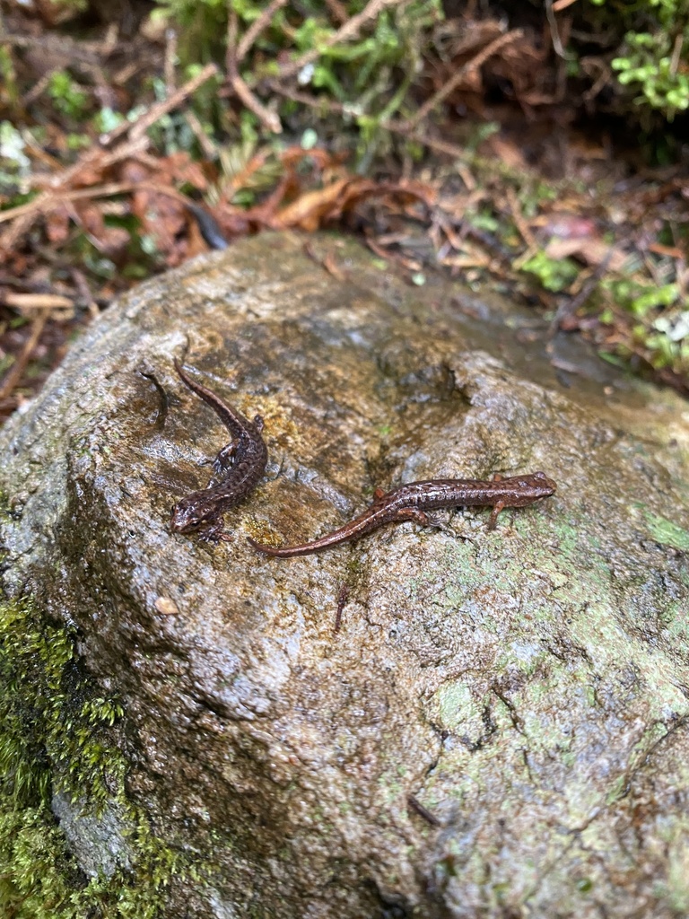 Northern Pygmy Salamander in May 2023 by ilysanderson · iNaturalist