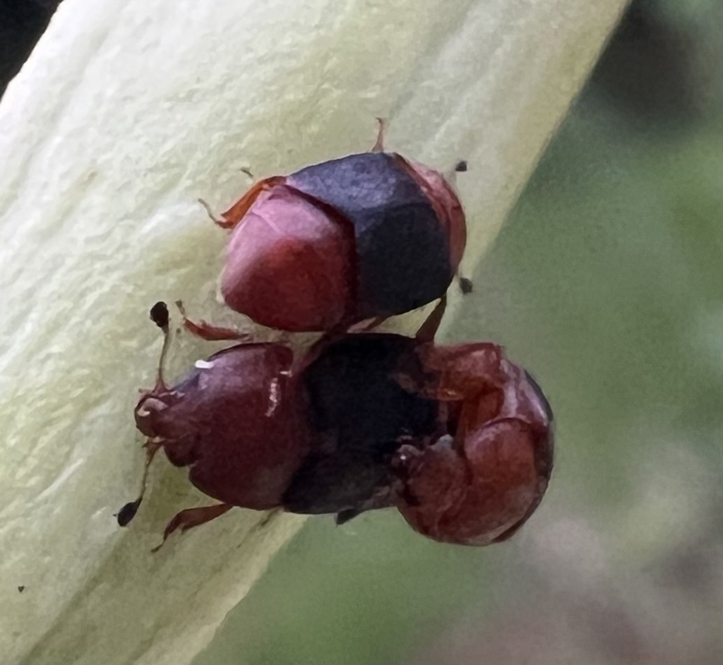 Yucca Beetle from Homewood Ct, Decatur, GA, US on May 20, 2023 at 05:05 ...
