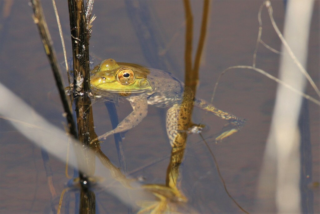 American Bullfrog from Lake County, CA, USA on May 19, 2023 at 02:20 PM ...