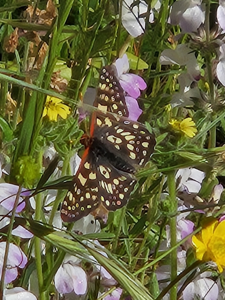 Variable Checkerspot from San Jose, CA 95127, USA on May 20, 2023 at 08 ...
