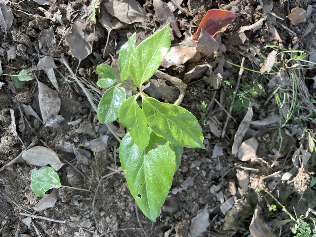 Australian Umbrella Tree from Jackaroo Ct, Dayboro, QLD, AU on May 21 ...