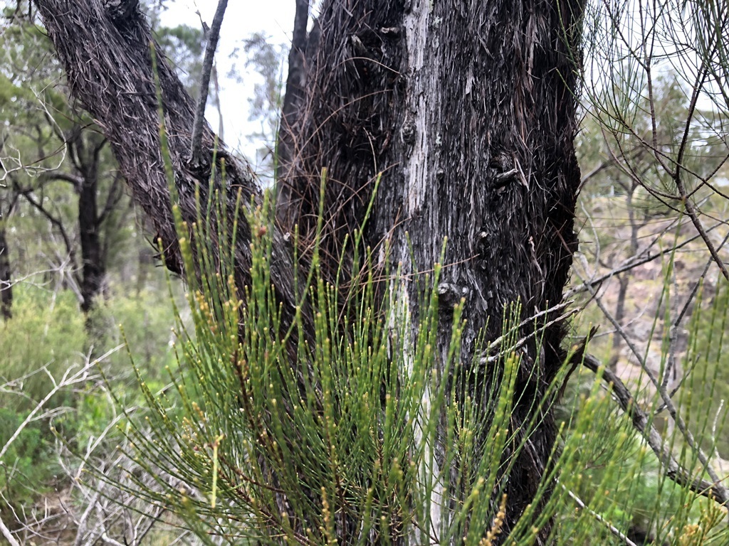Stringybark Sheoak from Crows Nest QLD 4355, Australia on May 14, 2023 ...