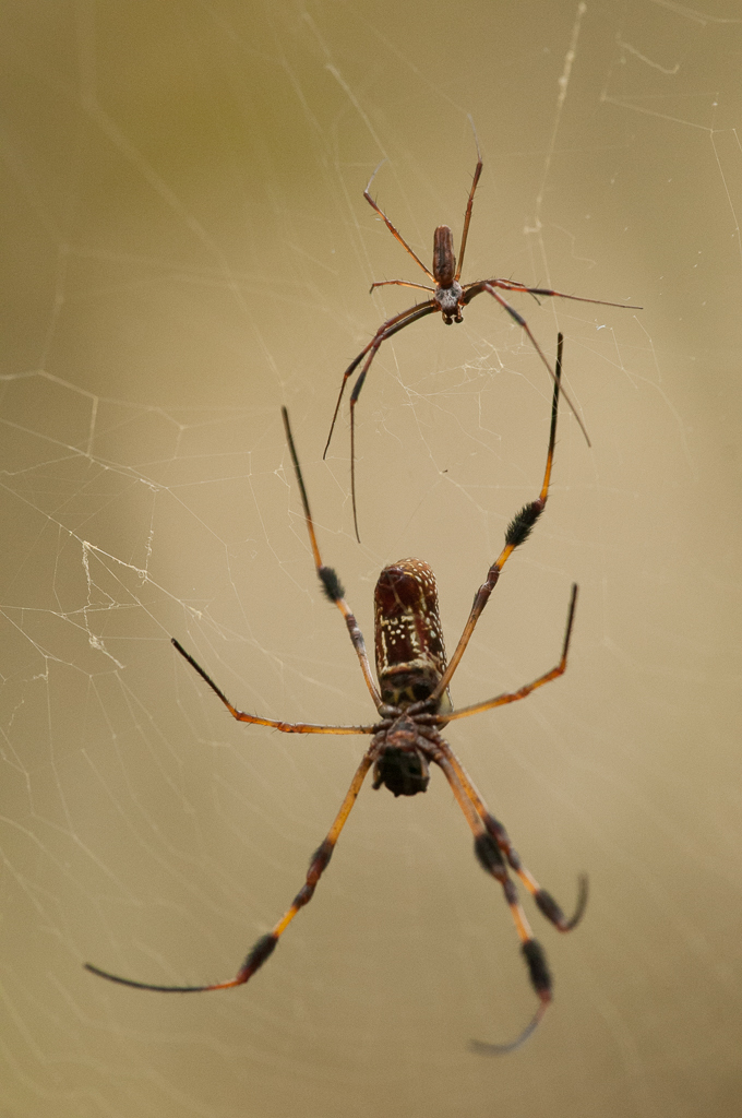 Golden Silk Spider (Emerald Coast Spiders) · iNaturalist