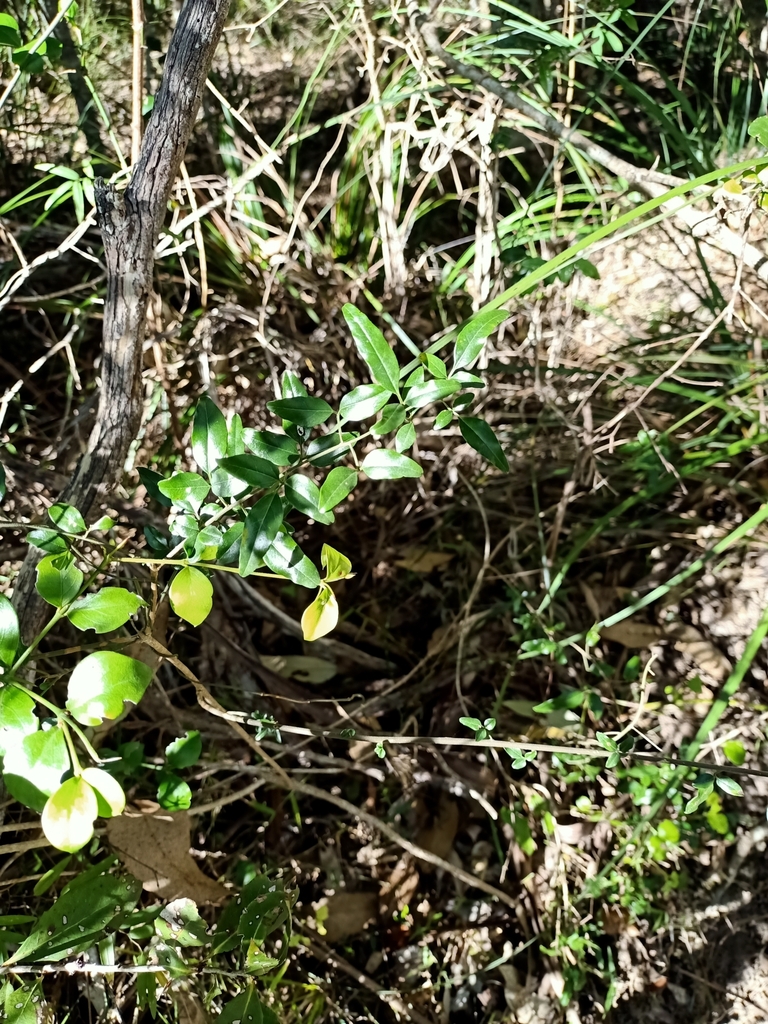 desert jasmine from Kilcoy, AU-QL, AU on May 21, 2023 at 09:31 AM by ...