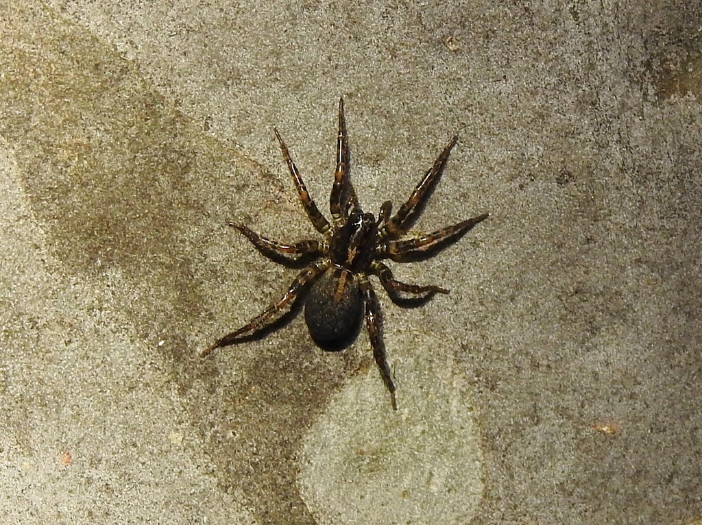 Small Striped Wolf Spiders from Yalukit Willam Nature Reserve, New ...