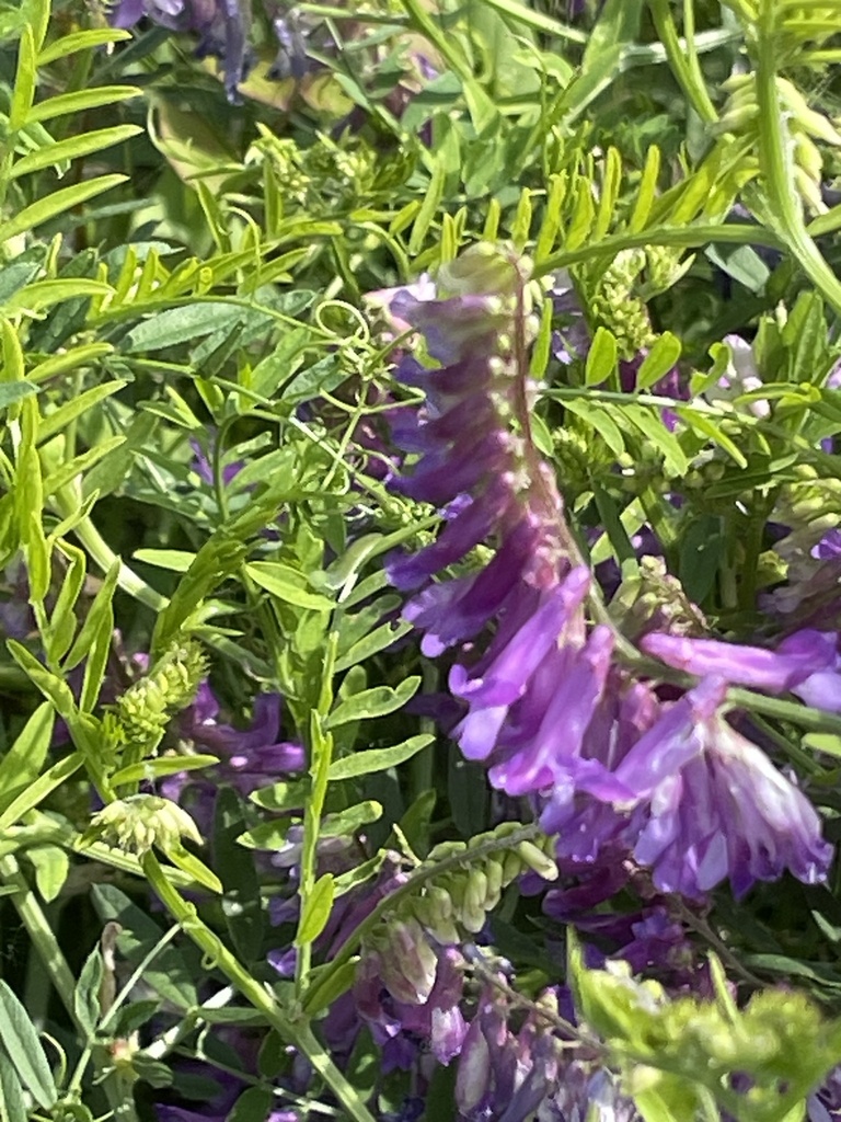 hairy vetch from N Classen Blvd, Oklahoma City, OK, US on May 20, 2023 ...
