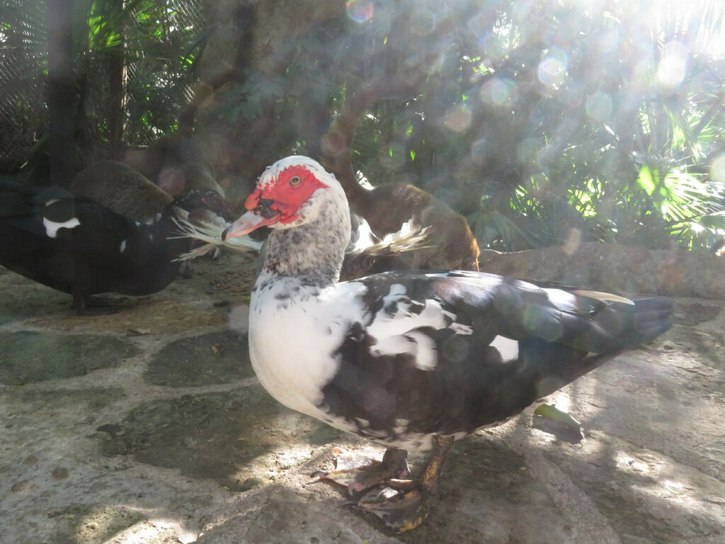 Domestic Muscovy Duck in December 2021 by Juan Carlos Caicedo Hernández ...