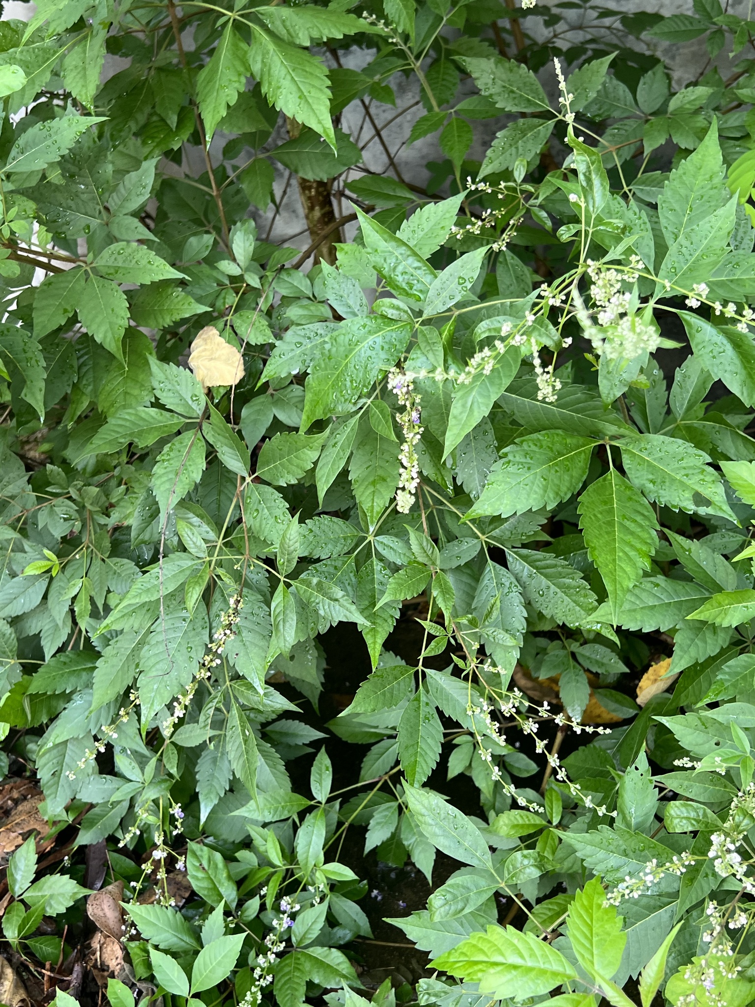 Vitex negundo var. cannabifolia (Siebold & Zucc.) Hand.-Mazz.
