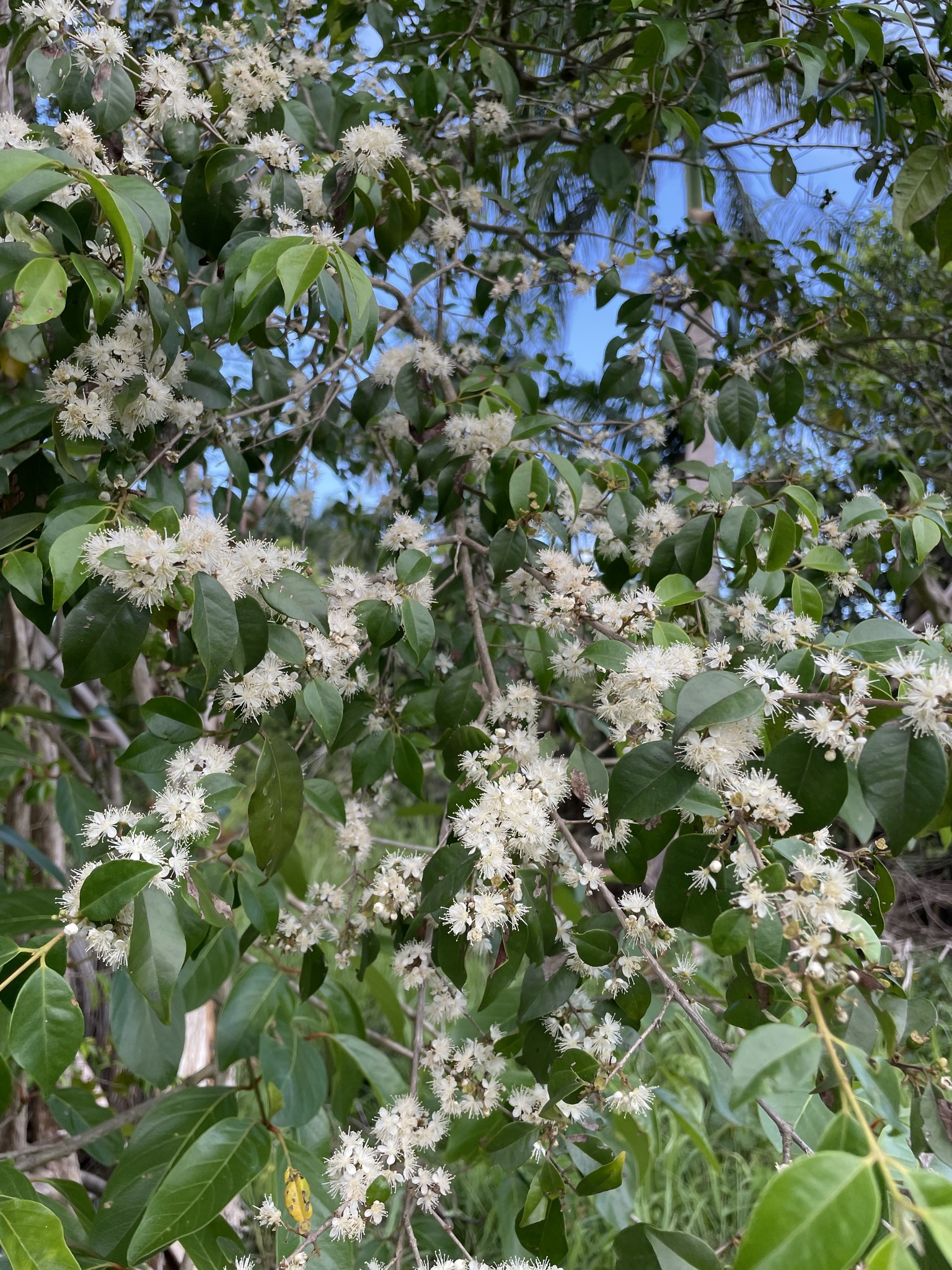 Eugenia biflora (L.) DC.