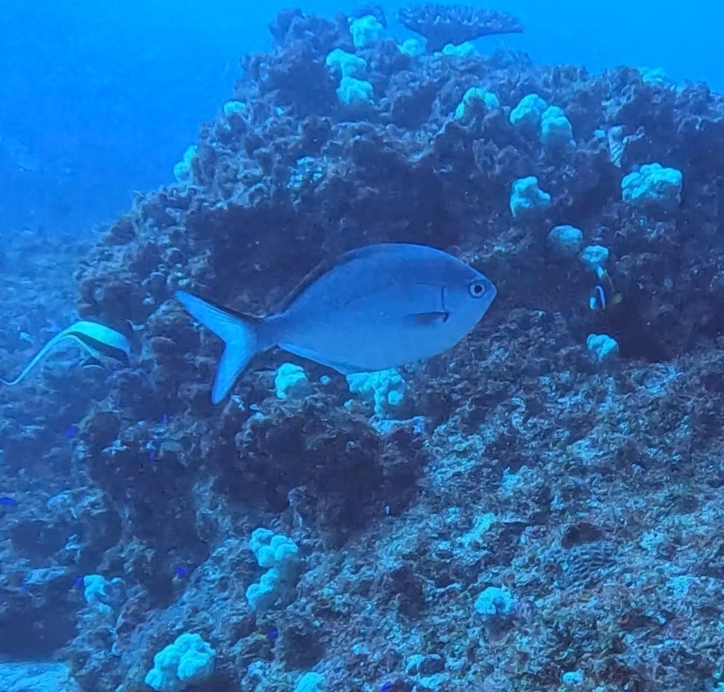 Silver Sweep from Location: -27.124960, 153.483006 on May 20, 2023 at ...