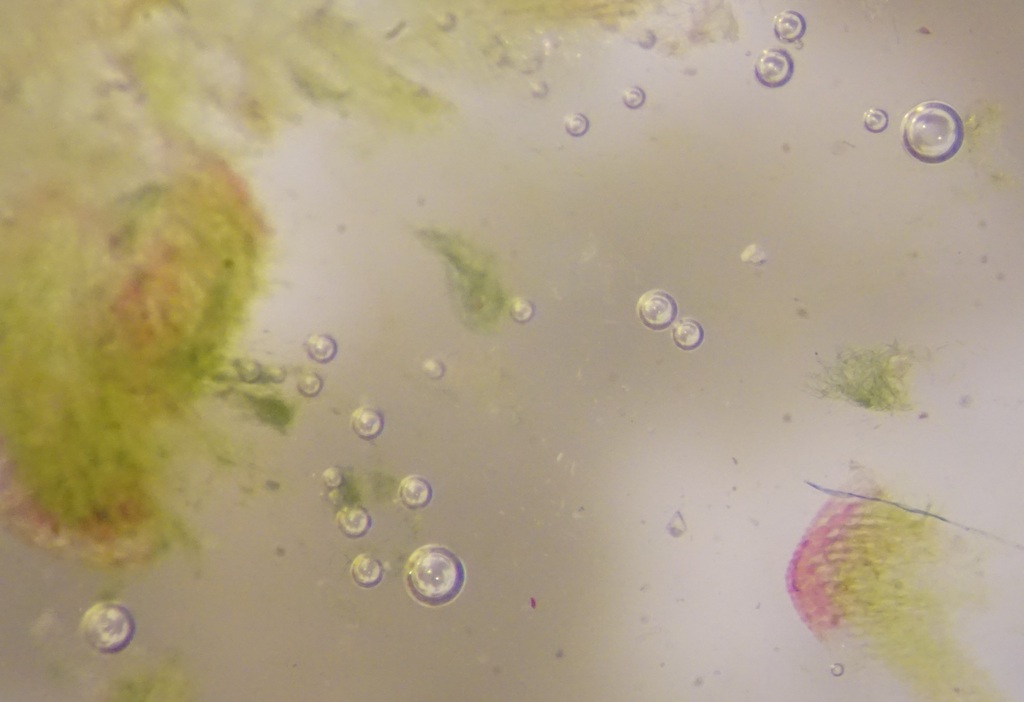 mosquito fern cyanobacterium from Corvallis, OR, USA on May 12, 2023 at ...