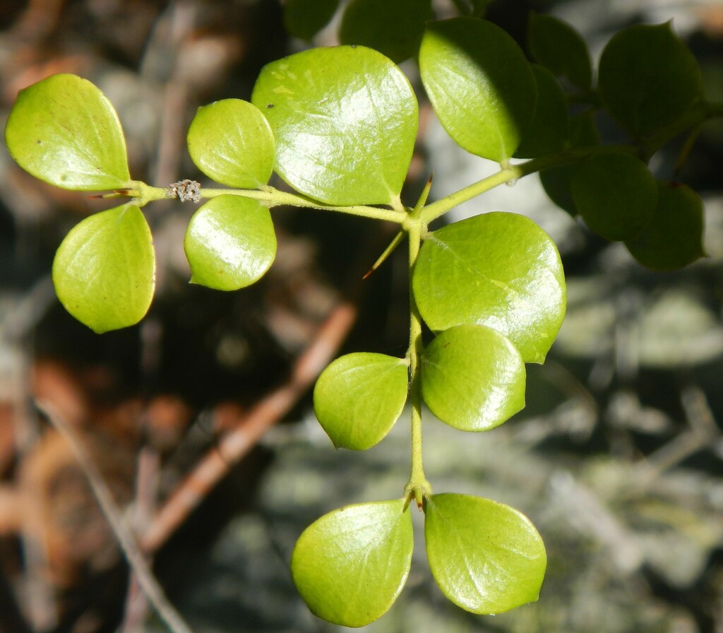 conkerberry from Pomona QLD 4568, Australia on May 20, 2023 at 01:30 PM ...