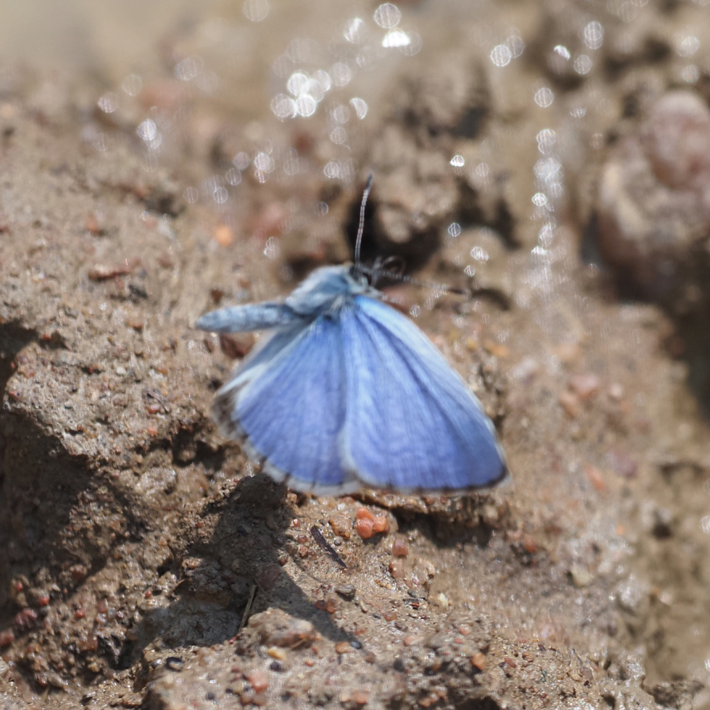 Echo Azure from Boulder County, CO, USA on May 20, 2023 at 11:14 AM by ...