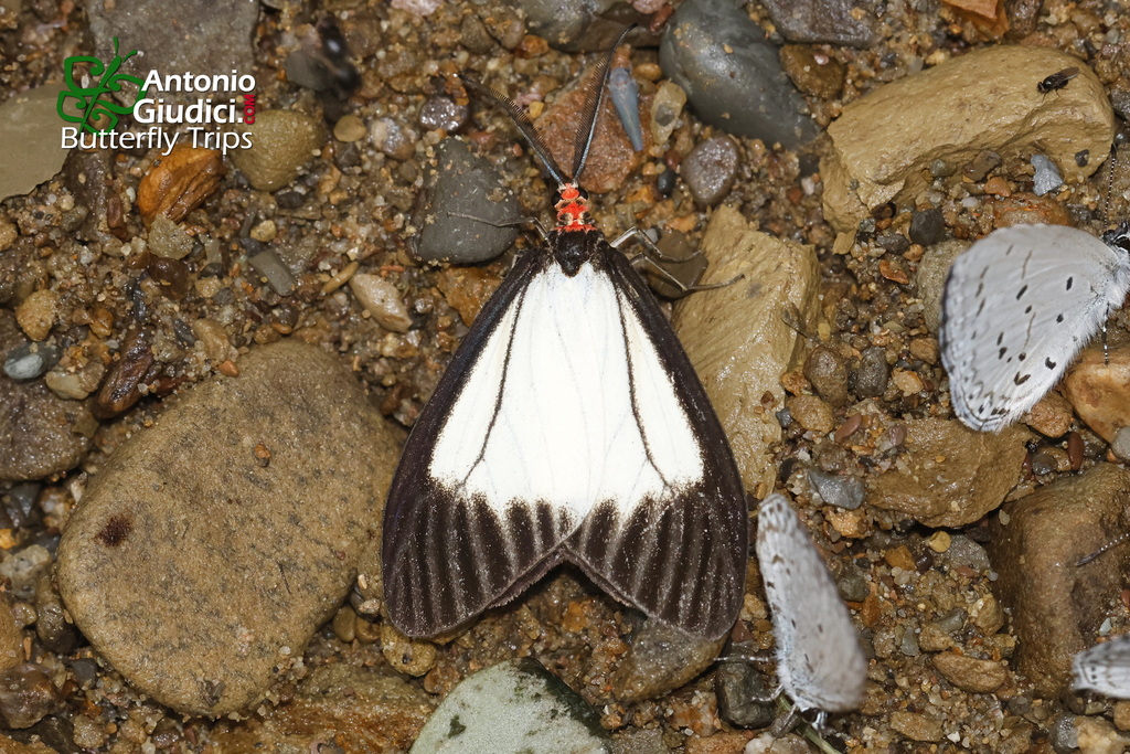 Histia libelluloides from Tambunan, Sabah, Malaysia on May 7, 2023 at ...