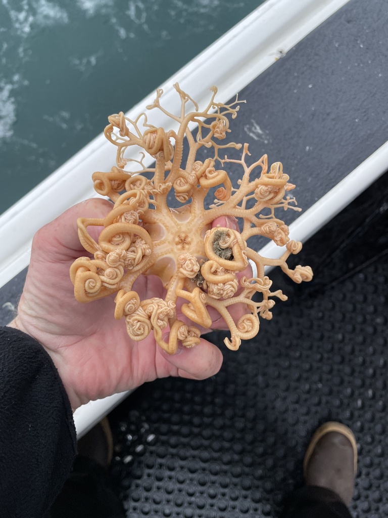 Common basket star from Cross Sound, AK, US on June 29, 2022 at 03:24 ...