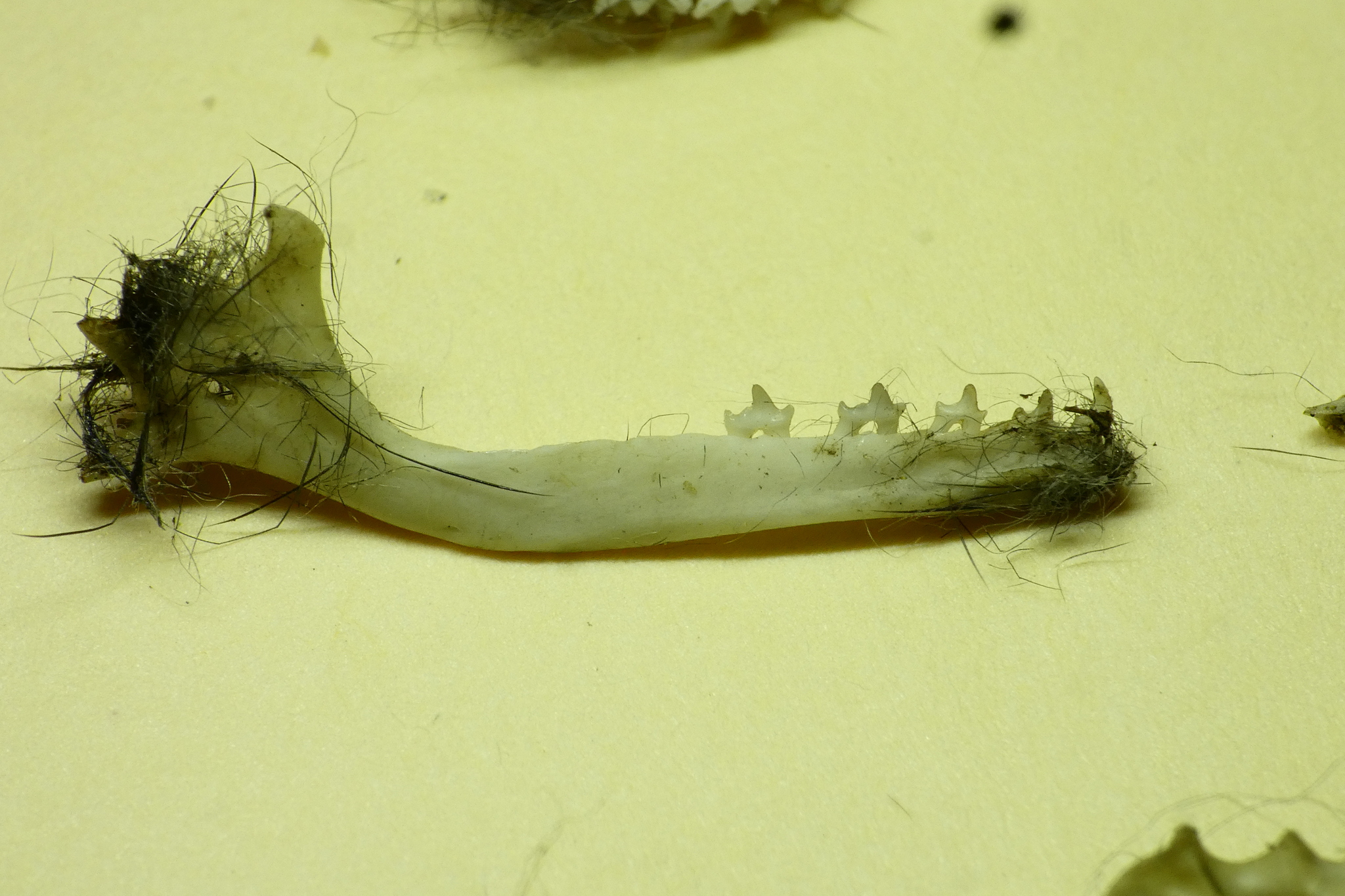 Condylura cristata (Linnaeus, 1758)