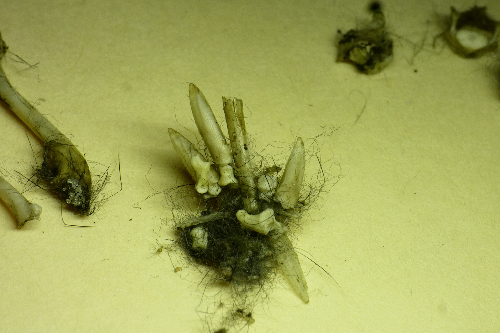 Condylura cristata (Linnaeus, 1758)