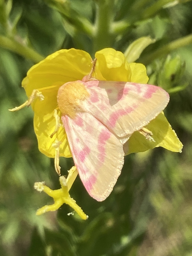Primrose Moth from David Fort Rd, Argyle, TX, US on May 20, 2023 at 11: ...