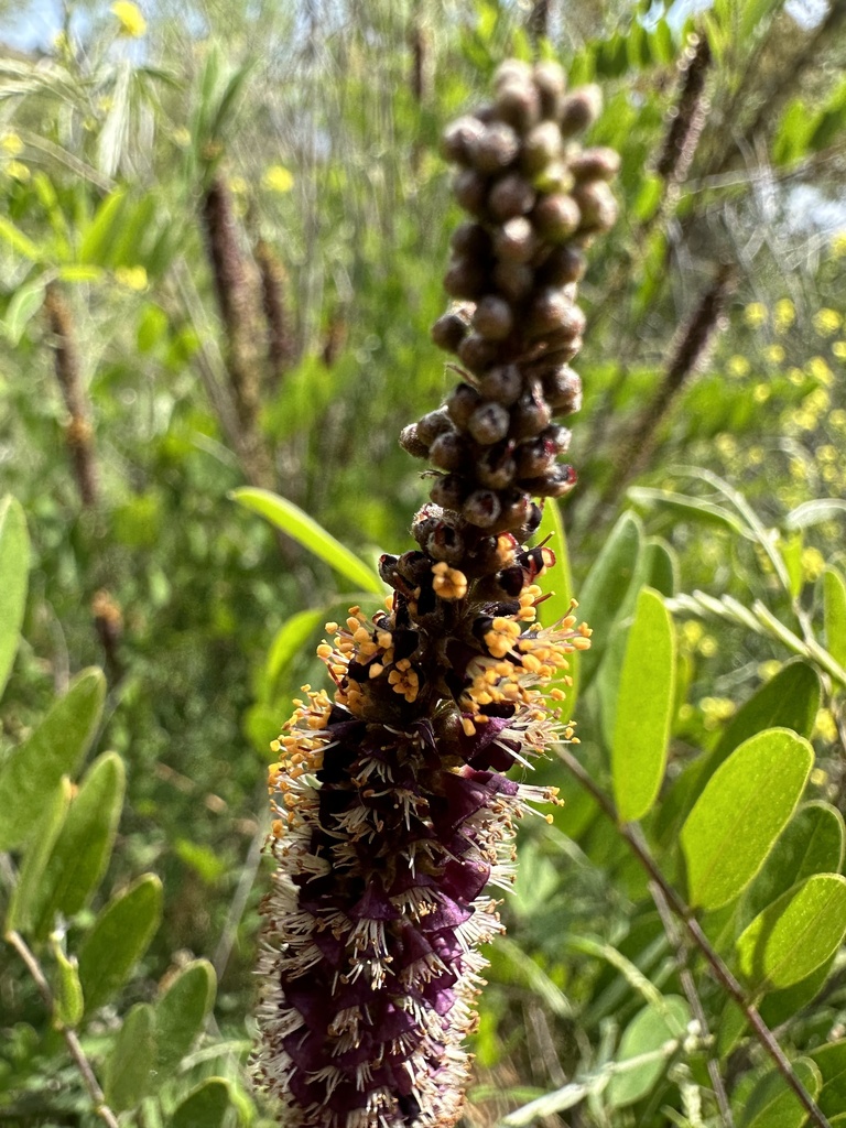 false indigo bush from San Dieguito River Park, San Diego, CA, US on ...