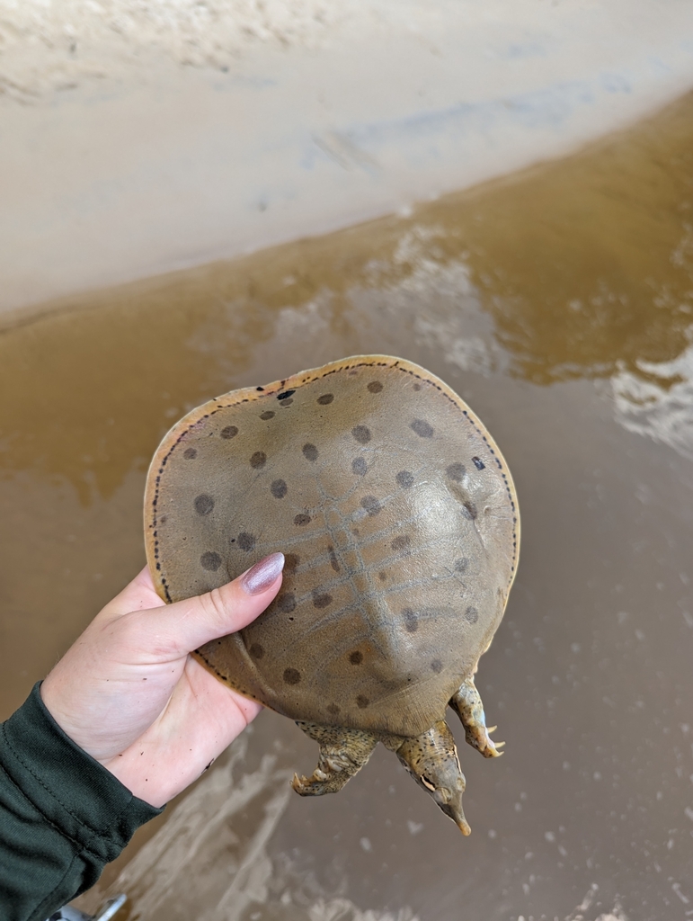 Gulf Coast Smooth Softshell Turtle from Moss Point, MS 39562, USA on ...