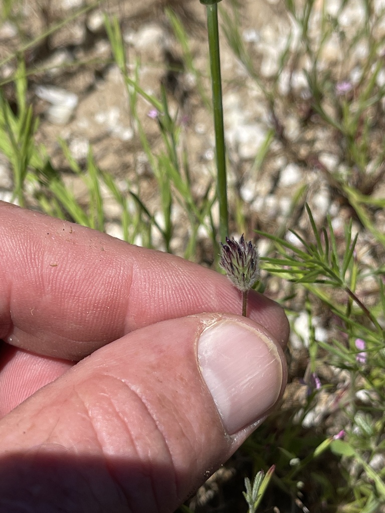 Rancheria clover from Monterey County, US-CA, US on May 20, 2023 at 02: ...