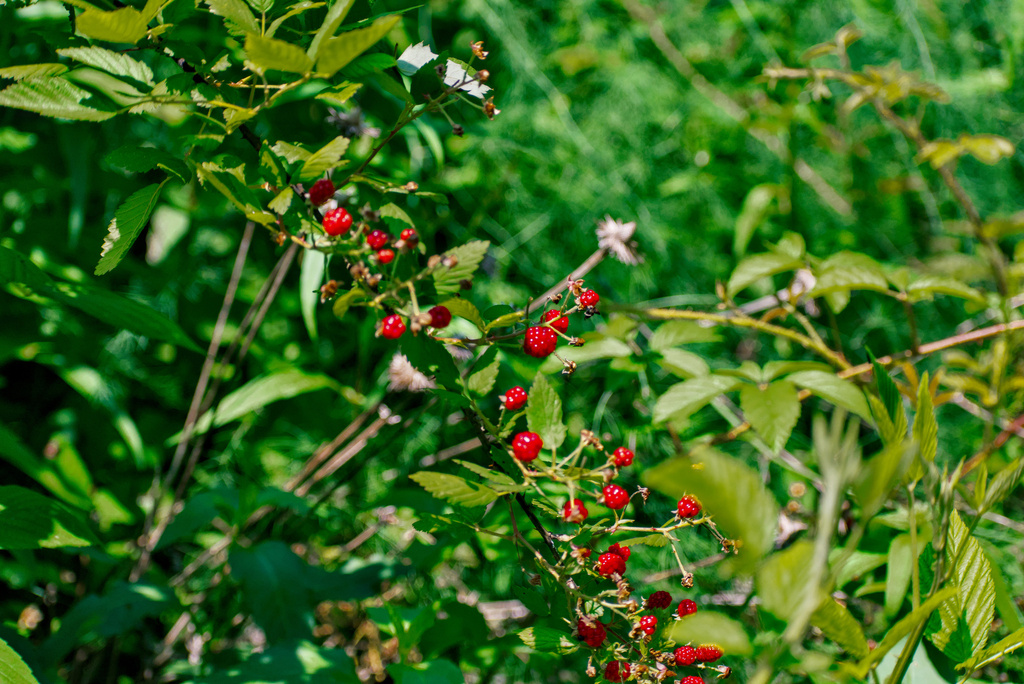 Pennsylvania Blackberry from West Monroe, LA, USA on May 13, 2023 at 02 ...