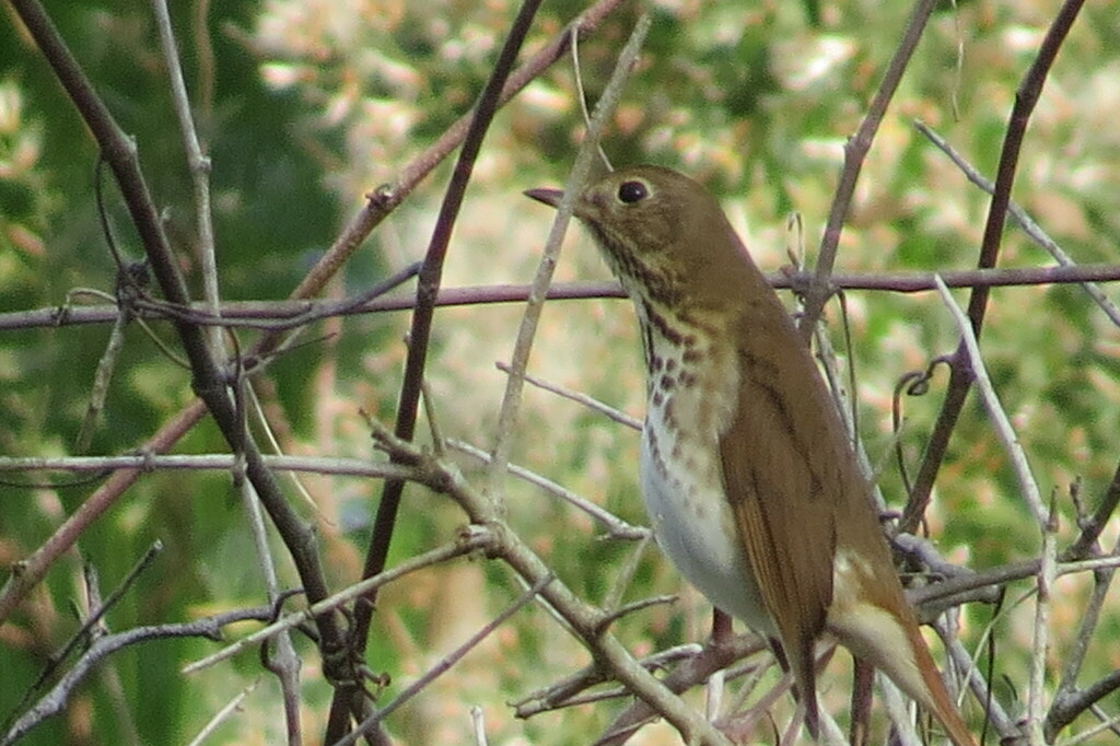 Hermit Thrush from Wakulla County, FL, USA on December 4, 2017 at 11:35 ...