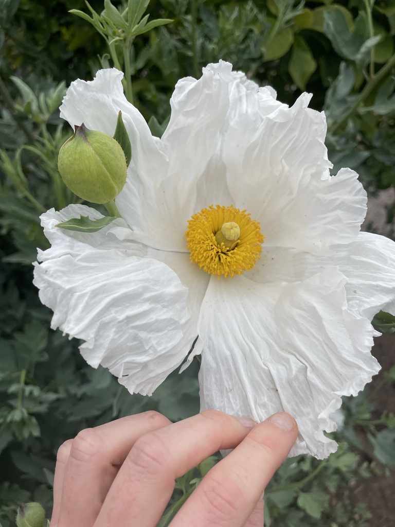 Romneya coulteri × trichocalyx (Poppies of California) · iNaturalist