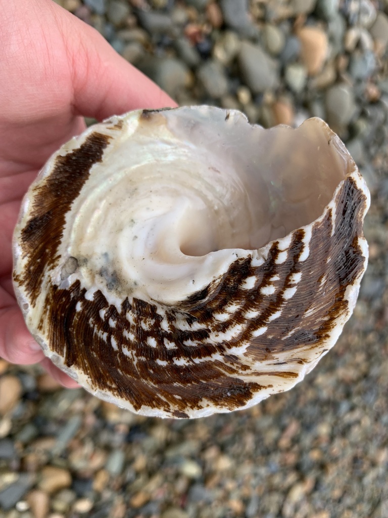 Wavy Turban from Imperial Beach, Imperial Beach, CA, US on May 20, 2023 ...