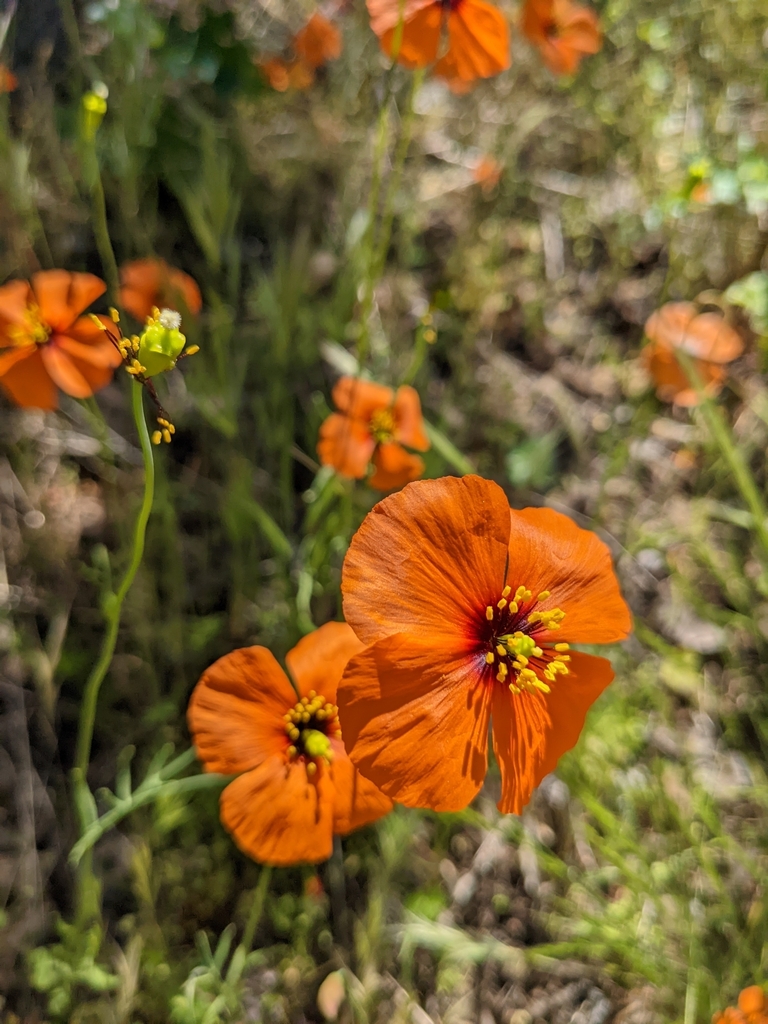 wind poppy from Clayton, CA 94517, USA on May 20, 2023 at 01:48 PM by ...