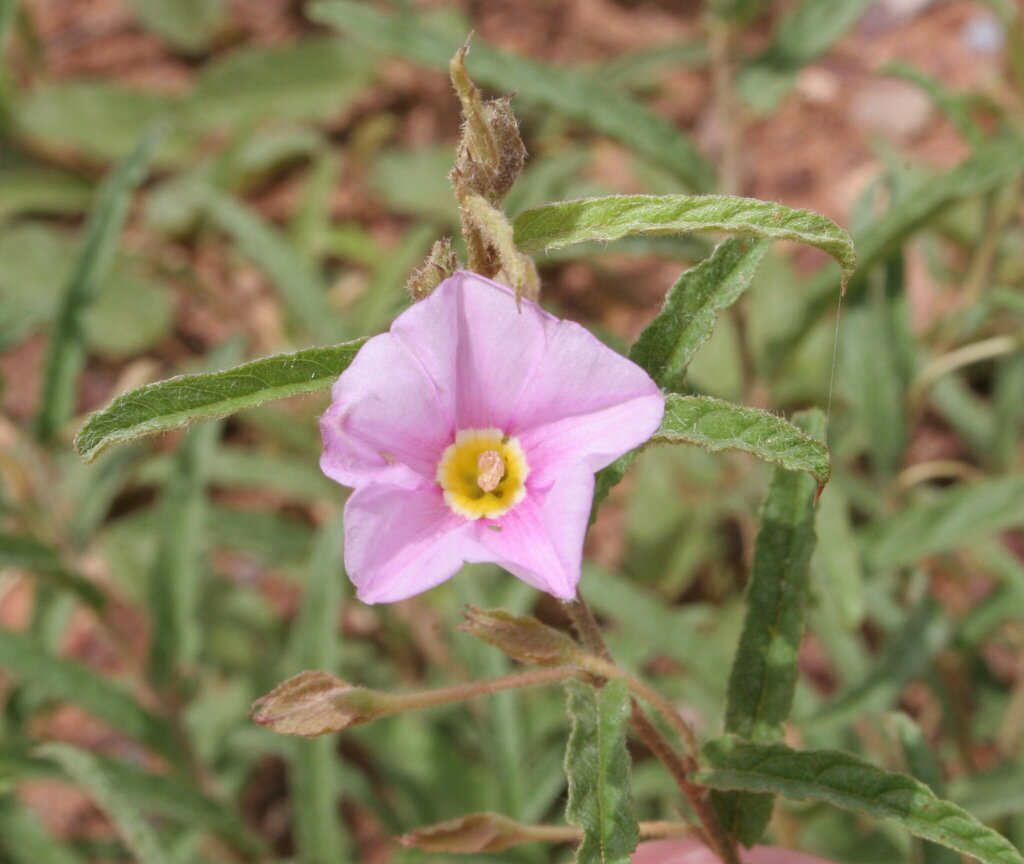Polymeria ambigua from Kununurra WA 6743, Australia on February 13 ...