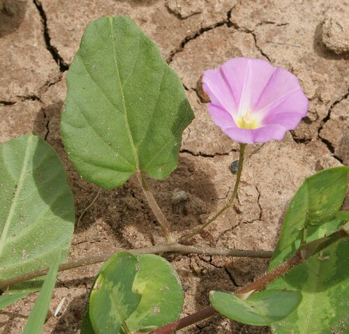 Polymeria quadrivalvis · iNaturalist