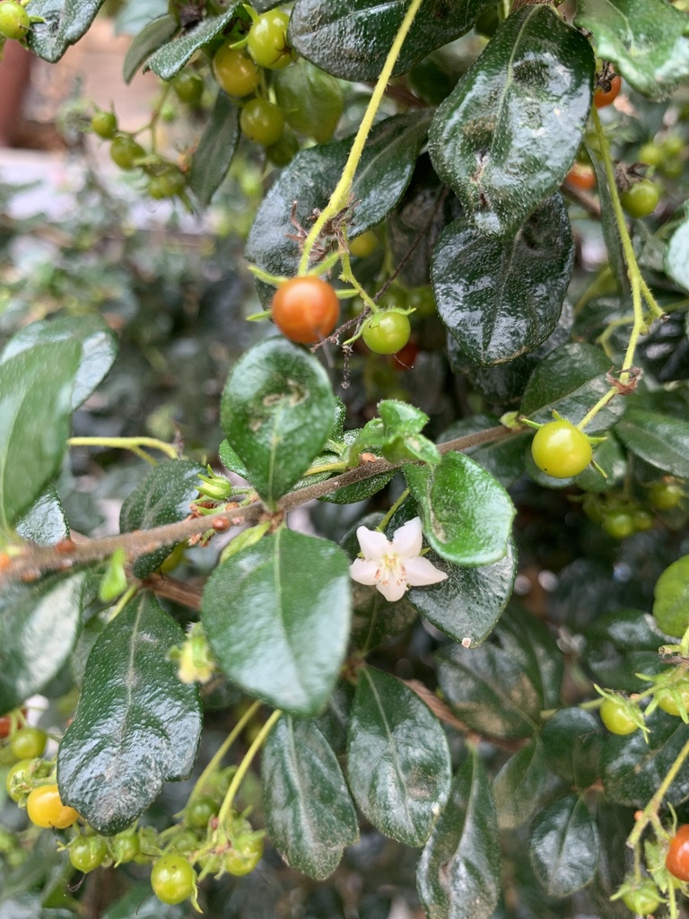 Fukien tea tree from 廣福路, 高樹鄉, TW on 21 May, 2023 at 10:51 AM by ...