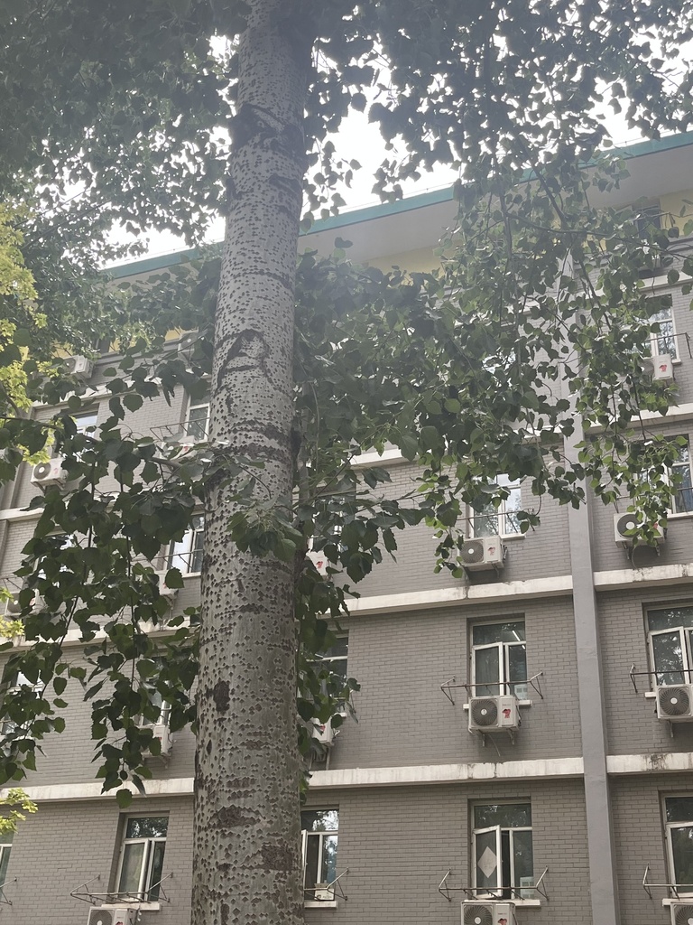 dicots from Changwa Street No.1 Courtyard, Beijing, CN on May 21, 2023 ...