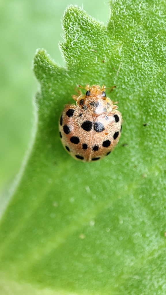 Hadda Beetle from 367台灣苗栗縣三義鄉112-1 on May 21, 2023 at 11:28 AM by 建明 ...