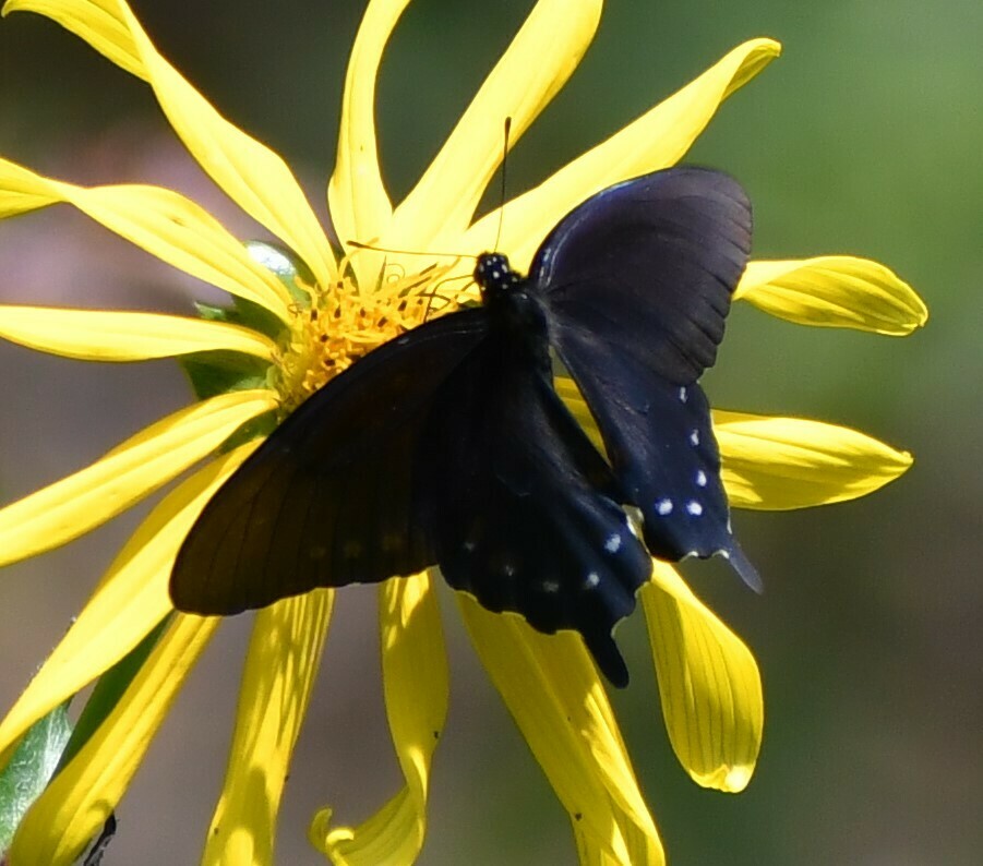 Pipevine Swallowtail from Angelina County, TX, USA on May 16, 2023 at ...