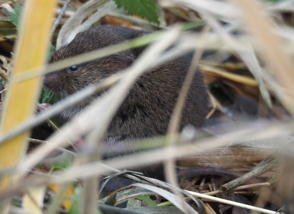 Long-tailed Vole (Mammals of the Kaibab National Forest) · iNaturalist