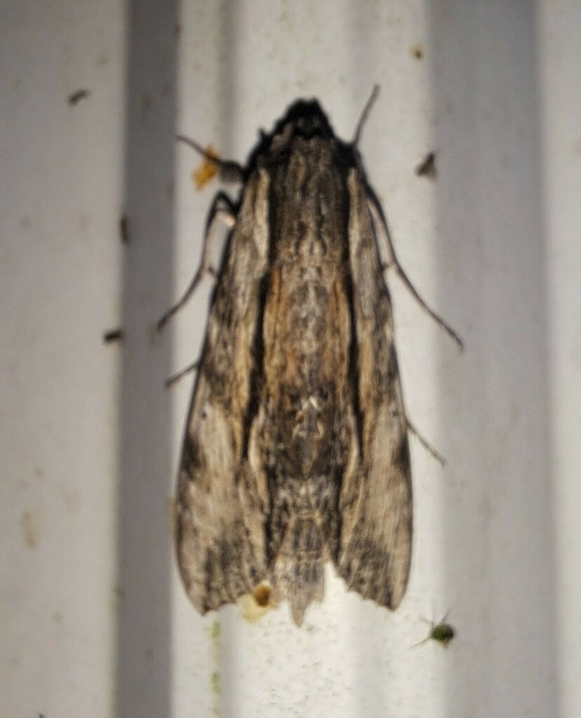 Obscure Sphinx from Kleberg County, TX, USA on May 20, 2023 at 06:18 AM ...