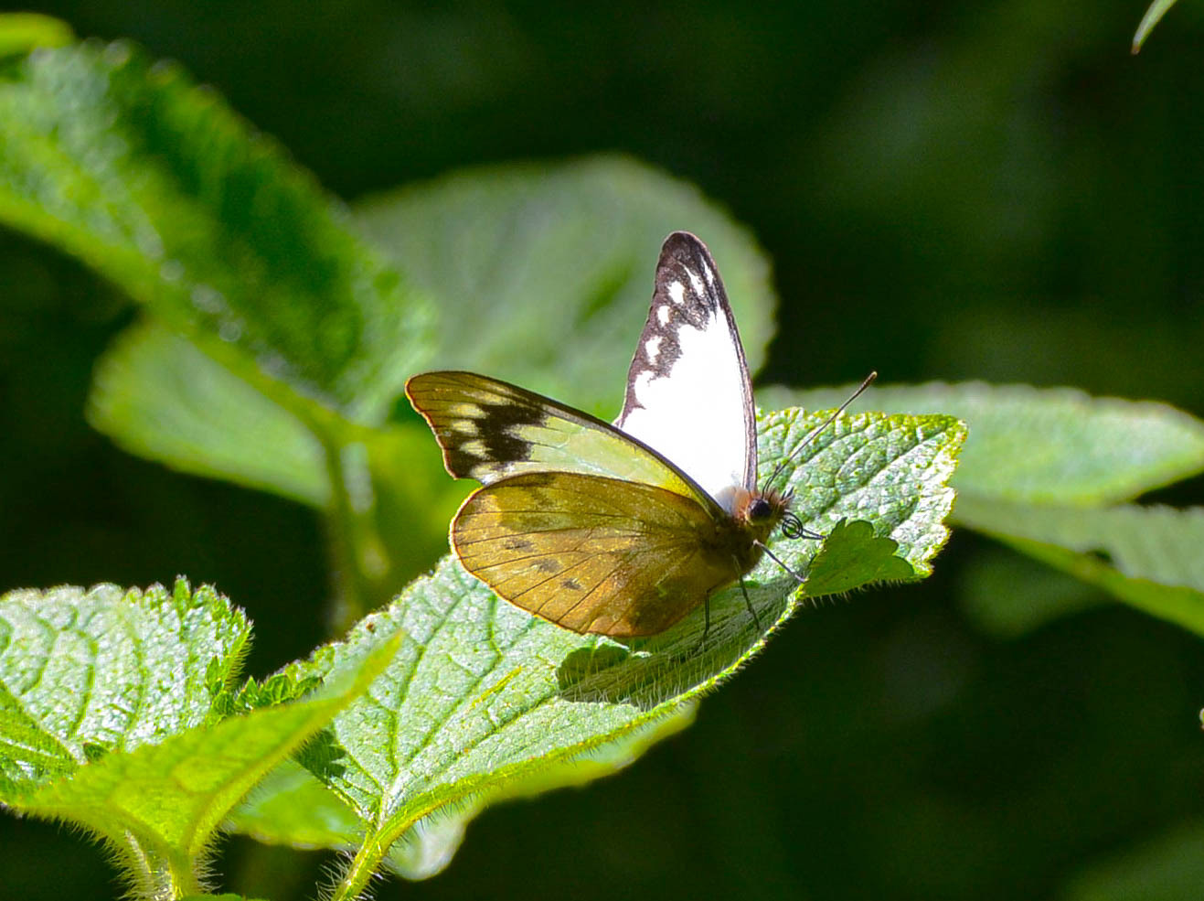 Cepora perimale (Donovan, 1805)